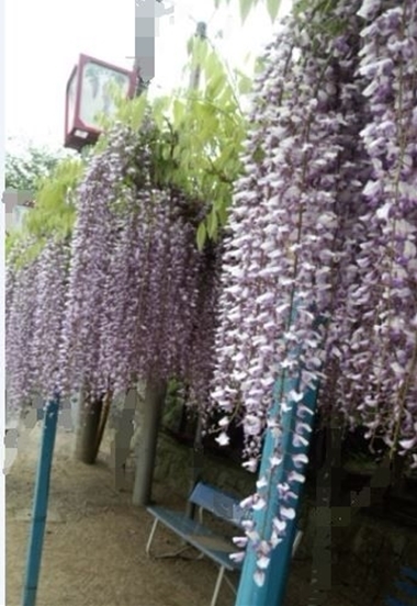 藤の花を見に、久しぶりに朝早く散歩に行きました。: 八十路小町の青春これから日記